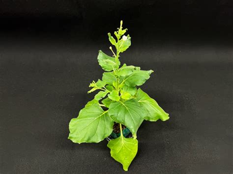科学家破译了本氏烟草 Nicotiana Benthamiana 95 6 的基因组 生物通