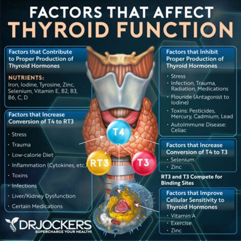 How To Properly Test Thyroid Function With Labs DrJockers Com
