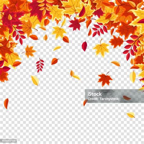 떨어지는을 단풍 빨간색 주황색 노란색 단풍으로 자연 배경 잎을 비행 시즌 판매입니다 벡터 일러스트 레이 션 0명에 대한 스톡 벡터 아트 및 기타 이미지 Istock
