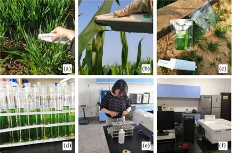 July 2021 Multi Source Uav Rs Agro‑monitoring Schemes Designed For Field‑scale Crop Phenotyping