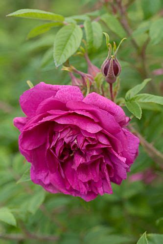 'Kaiserin des Nordens', 'Царица Севера', 1879 | Rose, Plants, Flowers