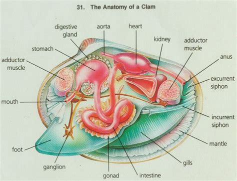 Unveiling The Mysteries Of Clam Reproduction Homeostasis Lab