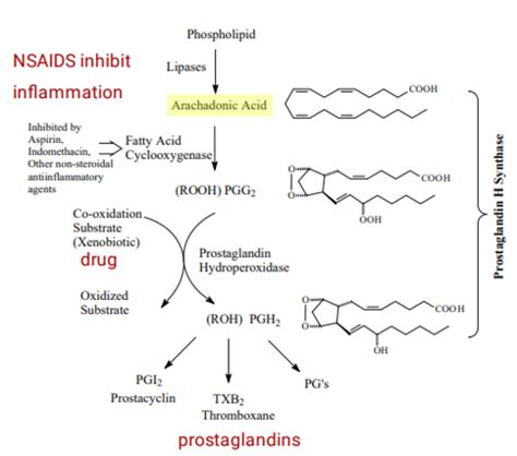 Pt Oxidation Of Drugs And Conjugation Reactions Conju Flashcards