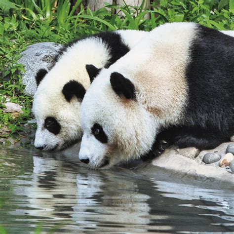 pandas 2024 geheftet lillemei gbr