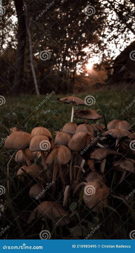 Glistening Inky Cap Mushrooms Also Known As Mica Cap Or Shiny Cap