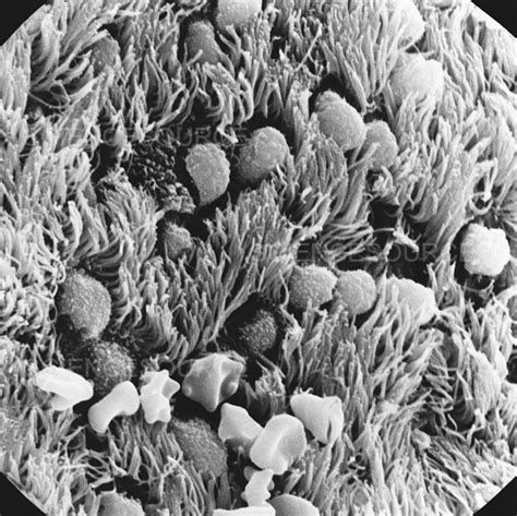 Trachea Showing Cilia And Goblet Cell Stock Image Science Source Images