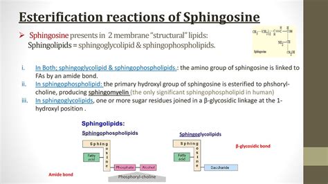 Lipids Lecture Ppt Download