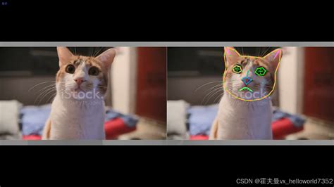 Yolov8模型在猫脸关键点检测识别中的应用【代码数据集python环境gui系统】 Csdn博客