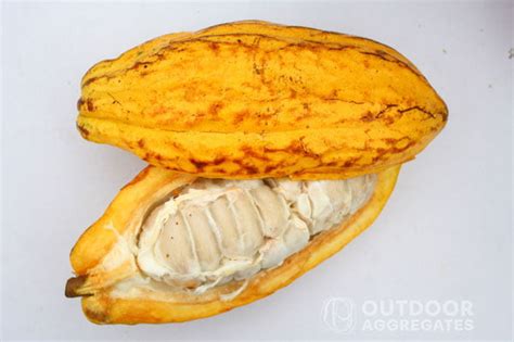 Cocoa Shells A Naturally Powerful Weed And Pest Deterrent