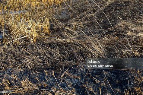 사진은 부분적으로 불에 탄 마른 풀을 클로즈업한 것입니다 풀의 색깔은 밝은 노란색에서 짙은 갈색 및 검은 색까지 다양하여 화재의 영향을 나타냅니다 잔디는 건조하고 부서지기