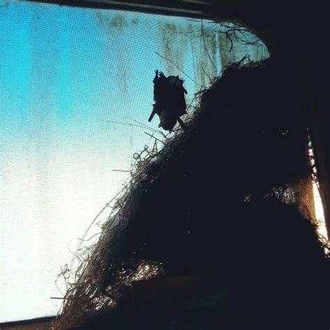 A Lonely Bat At The Washroom Window