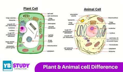 Eukaryotic Cell Defination Structure Types Examples Functions YB Study