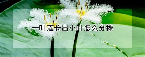 一叶莲长出小叶怎么分株 发财农业网