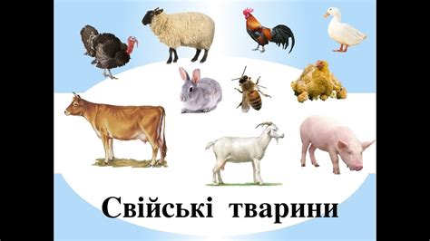 Свійські тварини🐖 Розвиваюче відео дітям українською Цікаве про тварин🐄 Домашние животные Youtube