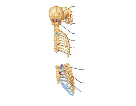Skull And Lower Upper Vertebral Column Lpn Ana Quiz