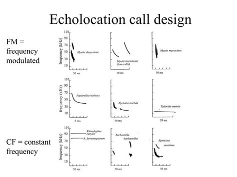 Ppt Sound Transmission And Echolocation Powerpoint Presentation Free Ppt Sound Transmission And Echolocation Powerpoint Presentation Free