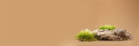 파스텔 배경에 나무와 이끼의 구성 유기농 화장품에 대한 추상적 인 연단 프리젠 테이션 및 전시회를위한 자연스러운 스탠드 기치 목재 재료에 대한 스톡 사진 및 기타 이미지