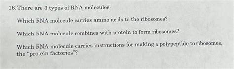 Solved There Are Types Of RNA Molecules Which RNA Chegg