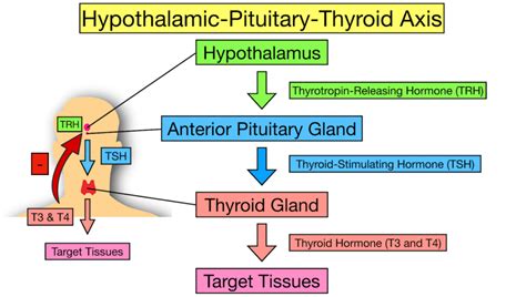 Know Your Thyroid Gland Ensocure