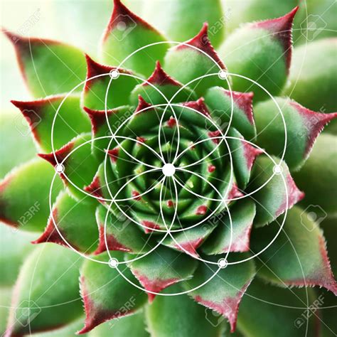 Illustration Of Spiral Arrangement In Nature Fibonacci Pattern World