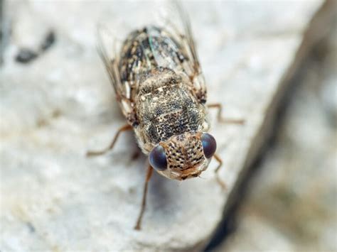 10 Types Of Flies In Illinois 2023 Guide The Gardening Dad
