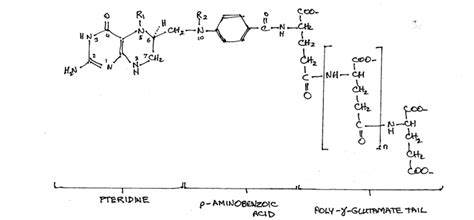 The Structure Of Tetrahydrofolate Download Scientific Diagram