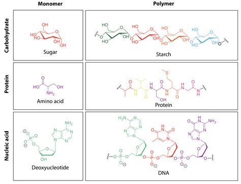 All About Macromolecules