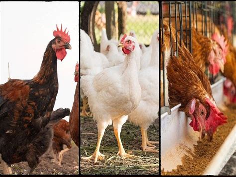 What Is The Difference Between Farm Chicken And Broiler Chicken At Zac