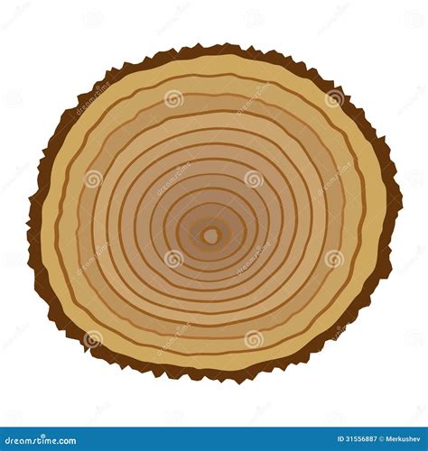 Cross Section Of Tree Stump Stock Vector Illustration Of Brown Split