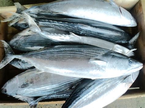 お問い合わせ イベント情報 西日本魚市株式会社