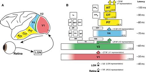 How Does The Brain Solve Visual Object Recognition Neuron