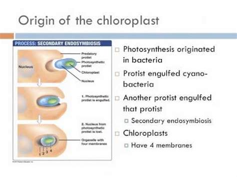 Biology 2 Lecture 7 Protists YouTube