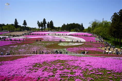 惊艳的日本羊山公园芝樱美到窒息的草坪樱花