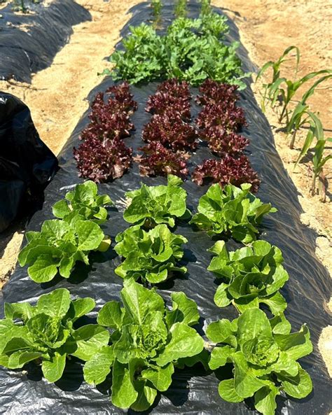 텃밭가꾸기 루꼴라 응애 발견 텃밭벌레퇴치 천연살충제 레시피 네이버 블로그