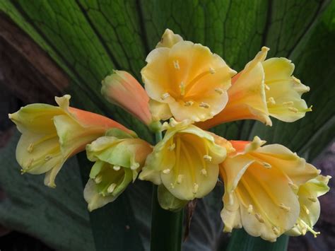 Yellow Drops X Golden Eye F Cliviamart