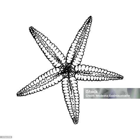 불가사리 5개의 길쭉한 팔과 점선 질감을 가진 바다 별 손으로 그린 벡터 일러스트 레이 션은 검은 잉크로 그려져 있습니다 라인 아트 스타일로 스케치합니다 흰색에 절연되어