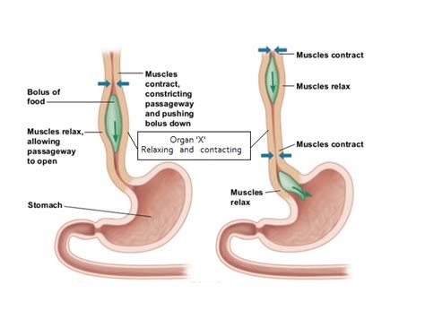 What Is Peristalsis Explain With The Help Of A Diagram