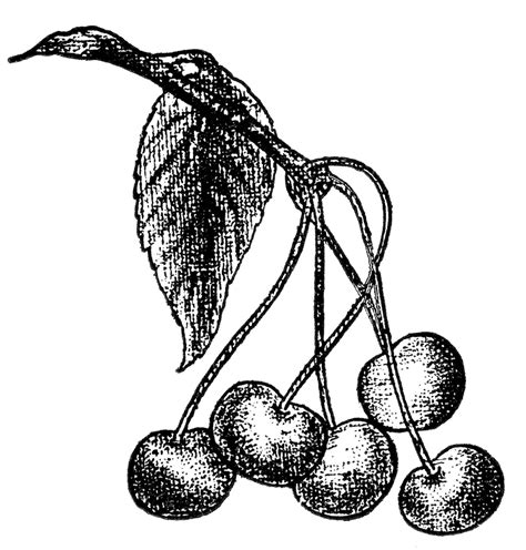 Free Vintage Cherry Cliparts Download Free Vintage Cherry Cliparts Png