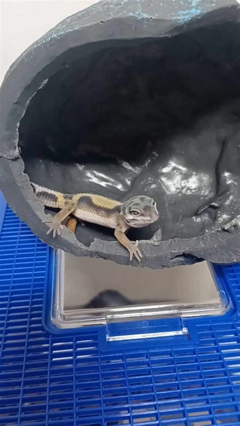 도마뱀과 달팽이 네이버 블로그