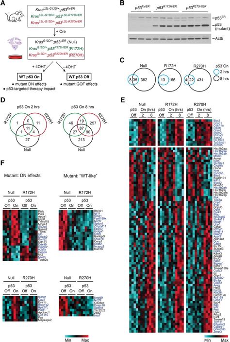 Lung Tumors With Distinct P53 Mutations Respond Similarly To P53 Targeted Therapy But Exhibit