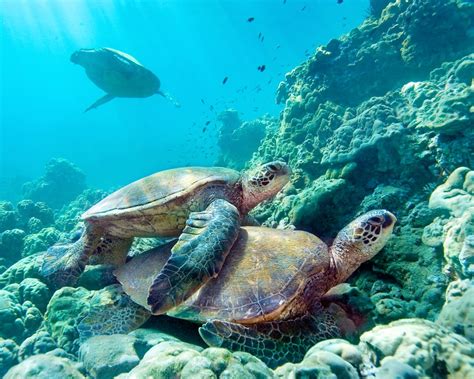 How Do Green Sea Turtles Communicate