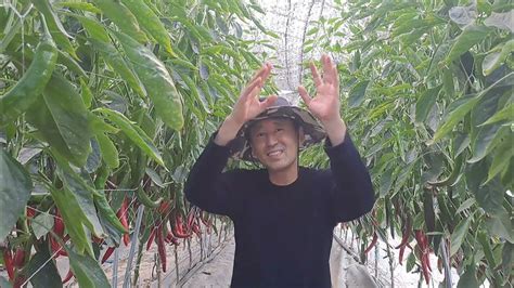 고추 첫물 수확하고 애플수박은 망하고 Youtube
