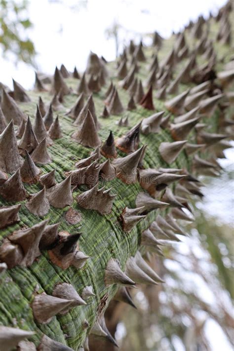 Spiky Tree Trunk Stock Image Image Of Kapok Flora 352837975