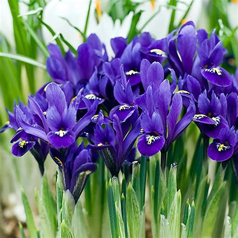 Buy Iris Reticulata Bulbs Iris Pixie Reticulata