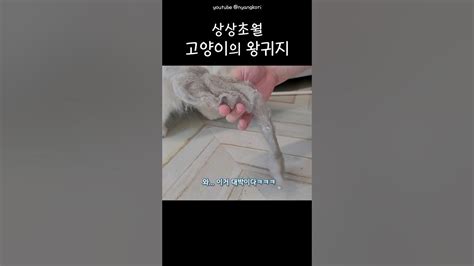 털 날려도 고양이 키우고 싶은분들 이것도 감수할 수 있나요 Youtube