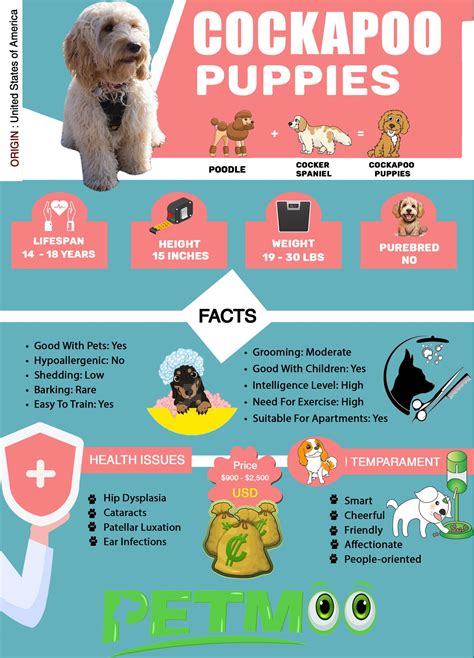 Cockapoo Puppies Dog Breed Information Petmoo