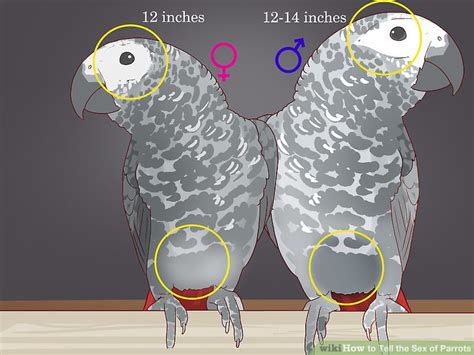 How To Tell The Sex Of Parrots 12 Steps With Pictures Wikihow How To Tell The Sex Of Parrots 12 Steps With Pictures Wikihow