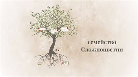 семейство Сложноцветни By Доника Иванова On Prezi