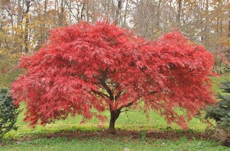 Arțar Japonez Roșu Acer Palmatum Beni Maiko De Vânzare Copaceiro