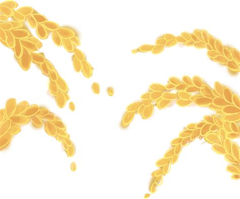 쌀 일러스트 이삭 쌀 밀 귀 식물 Png 일러스트 및 Psd 이미지 무료 다운로드 Pngtree